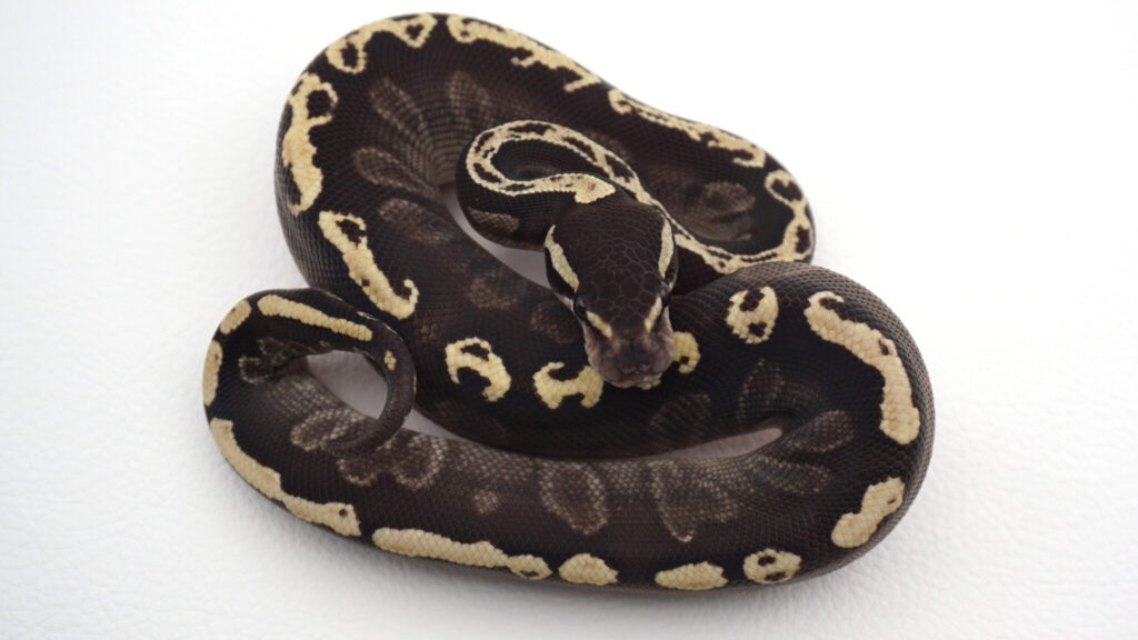 GHIモハベ50%hetゴースト ｜ 爬虫類専門店_Satisfactory 大阪・梅田